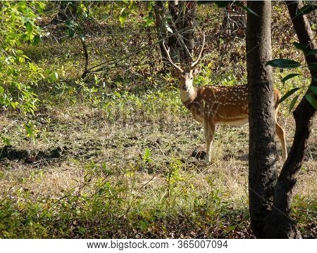 Chital Cheetal, Known Image & Photo (Free Trial) | Bigstock