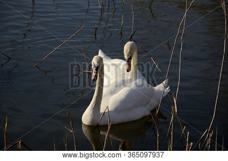 Pair White Swans On Image & Photo (Free Trial) | Bigstock