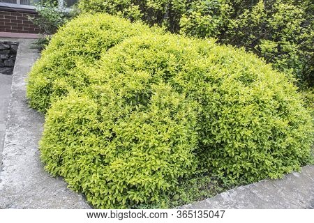 Light Green Round Bush Image & Photo (Free Trial) | Bigstock