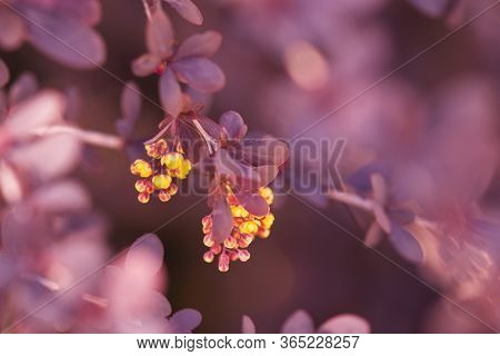 Barberry Shrub Small Image & Photo (Free Trial) | Bigstock