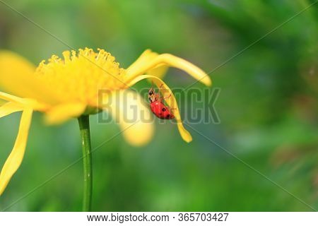 Ladybird (lady Bug), Image & Photo (Free Trial) | Bigstock