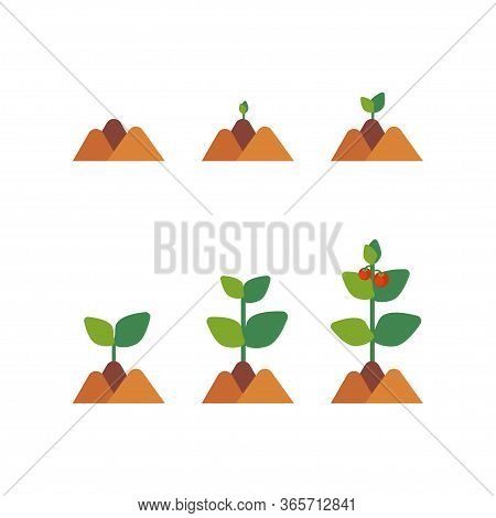 Seed Growing Vector