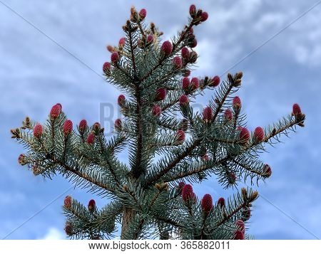 Blooming, Coniferous Image & Photo (Free Trial) | Bigstock