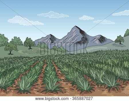 Agave Field Vector & Photo (Free Trial) | Bigstock