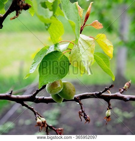 Small Green Apricots Image & Photo (Free Trial) | Bigstock