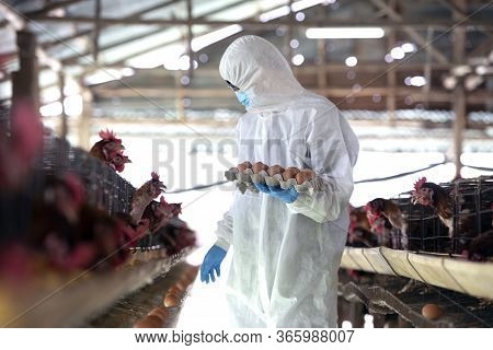 Chicken Farmers Wear Image & Photo (Free Trial) | Bigstock