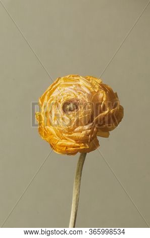 Dry Ranunculus Flower Image & Photo (Free Trial) | Bigstock
