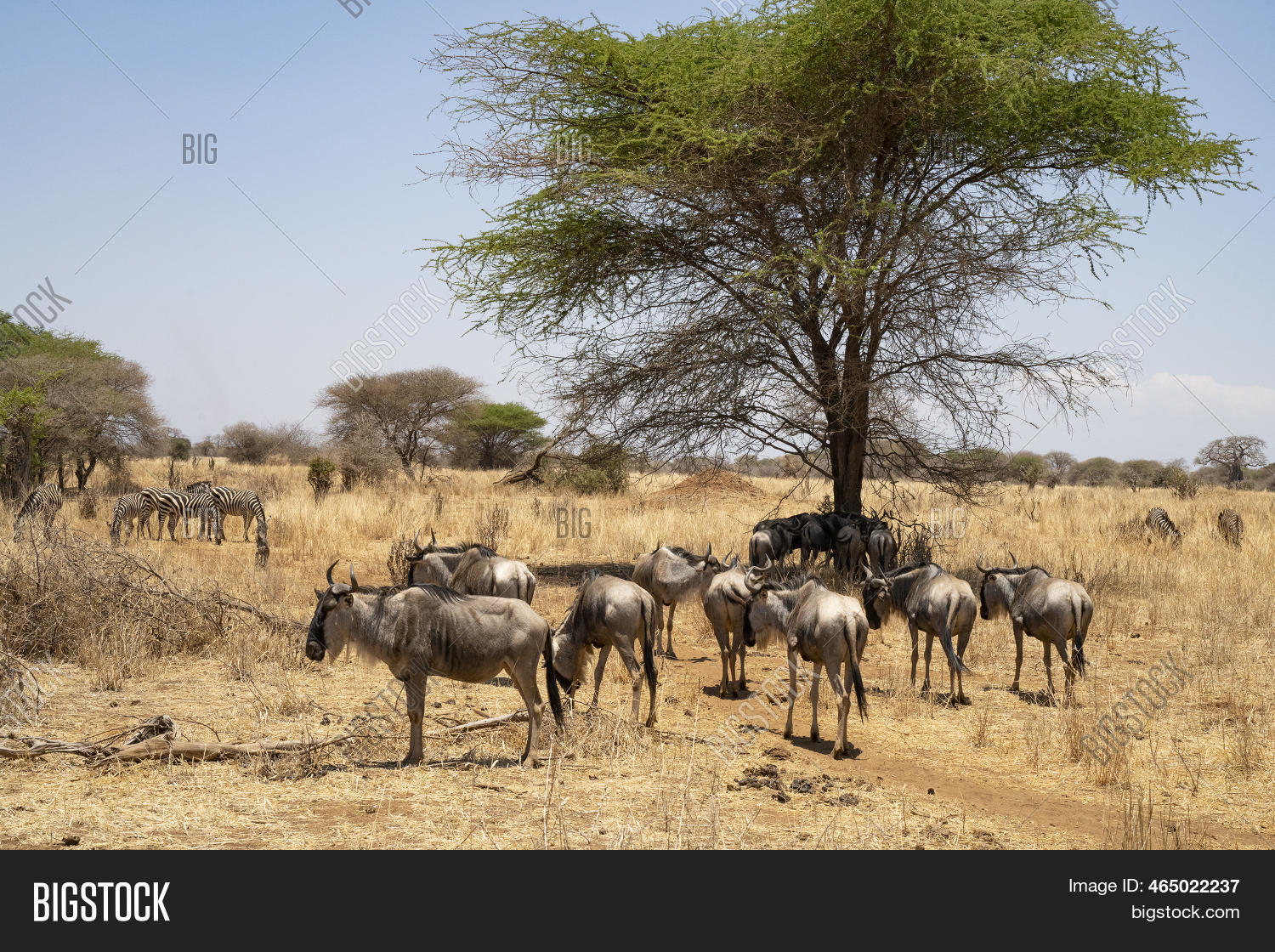 Gnus Zebras African Image & Photo (Free Trial) | Bigstock