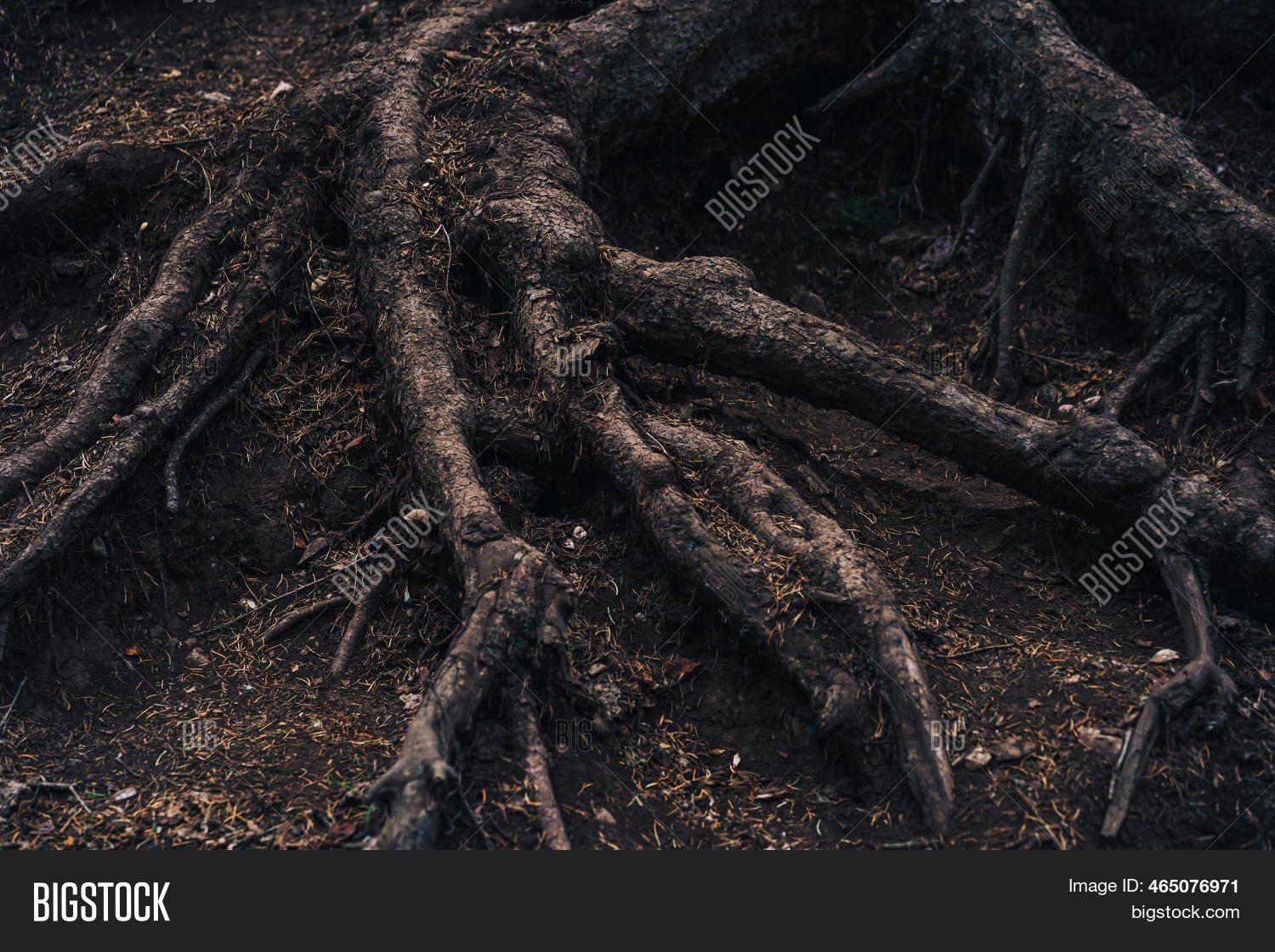 Creepy Tree Roots Image & Photo (Free Trial) | Bigstock