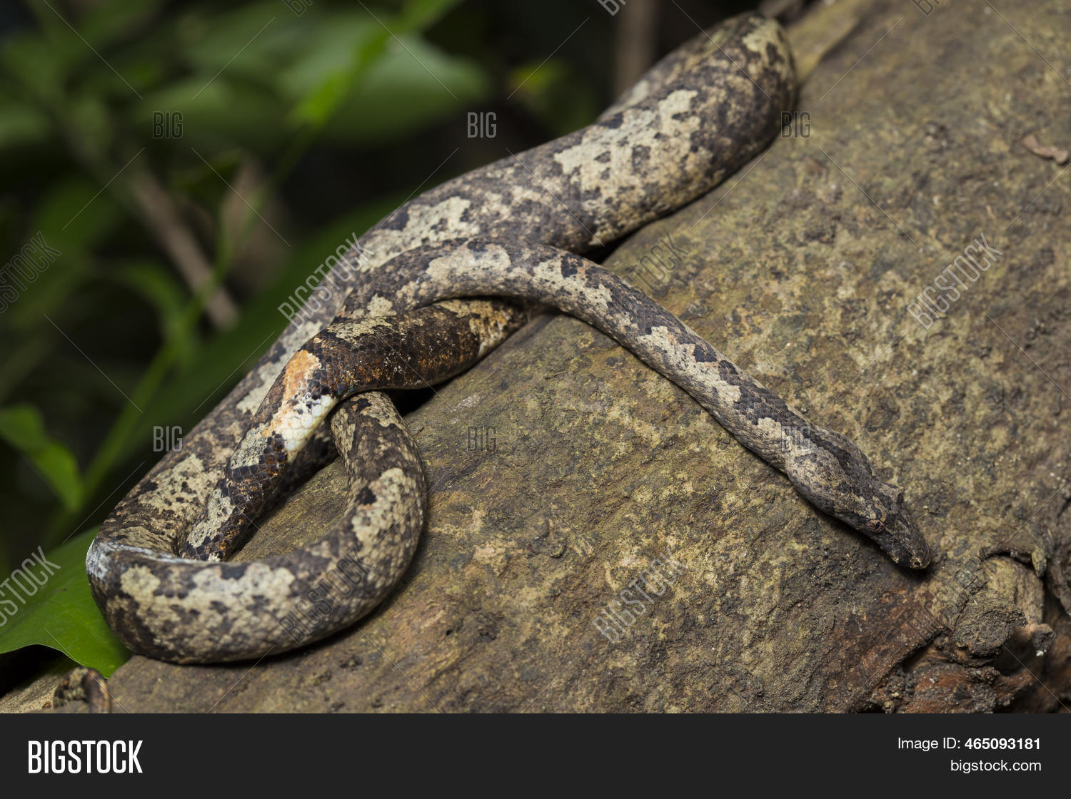 Indonesian Tree Boa Image & Photo (Free Trial) | Bigstock