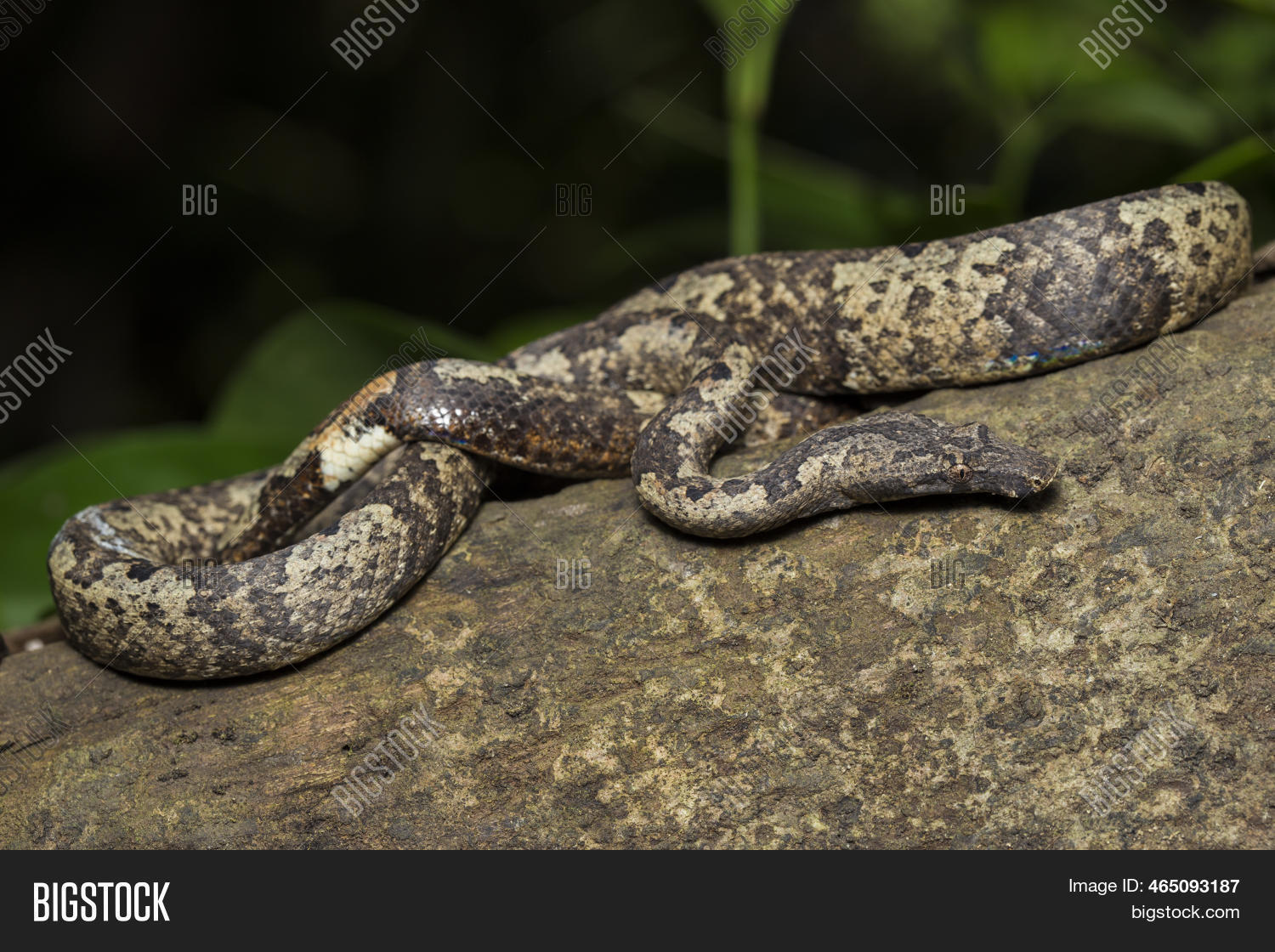 Indonesian Tree Boa Image & Photo (Free Trial) | Bigstock