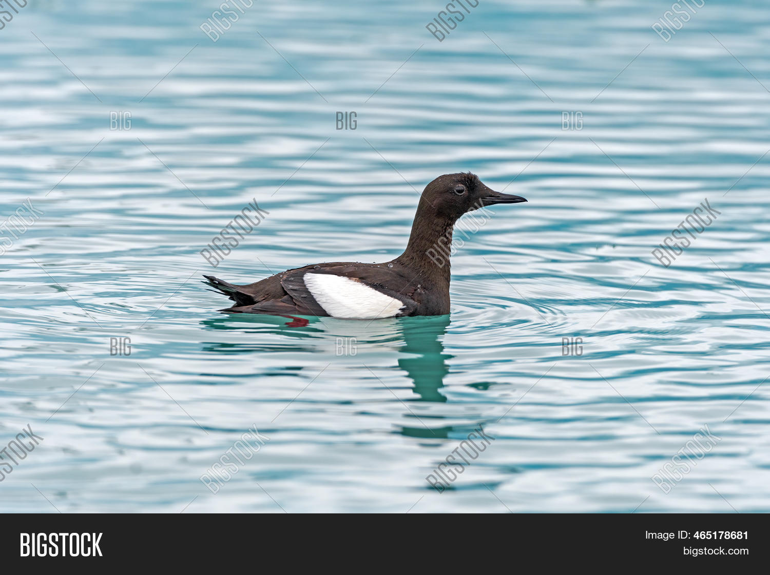 Black Guillemot Arctic Image & Photo (Free Trial) | Bigstock