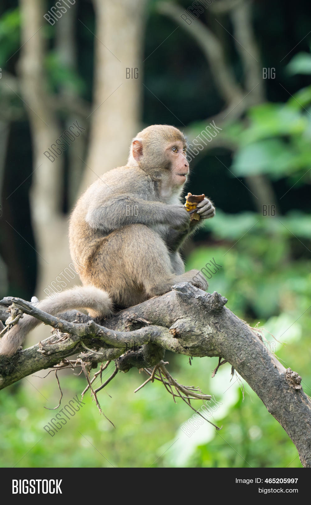 Formosan Macaque, Image & Photo (Free Trial) | Bigstock