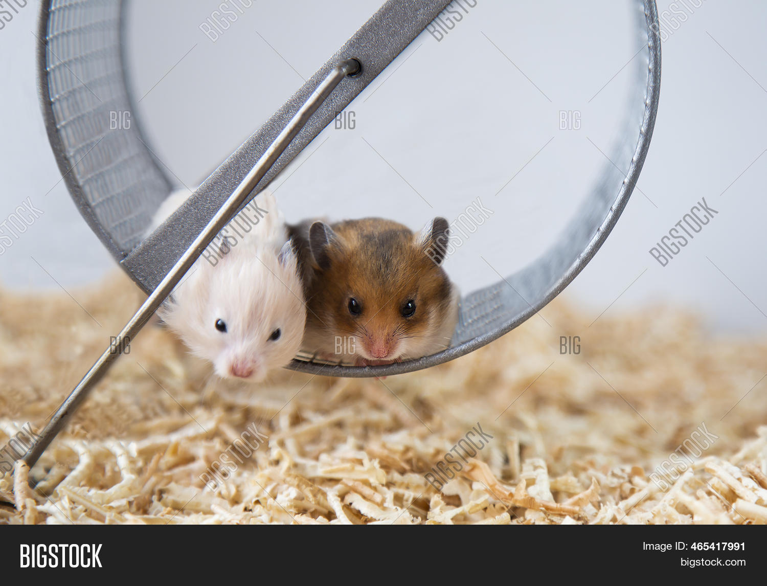 Syrian Hamsters Image & Photo (Free Trial) | Bigstock