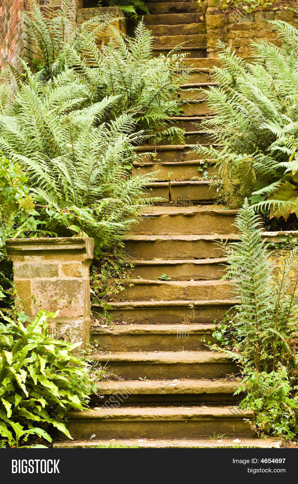 Fern Foliage Steps Image & Photo (Free Trial) | Bigstock