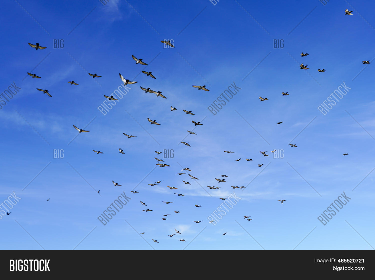 Flock Pigeons Flapping Image & Photo (Free Trial) | Bigstock
