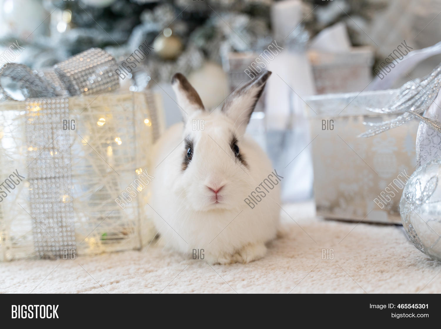 White Rabbit Gift Image & Photo (Free Trial) | Bigstock