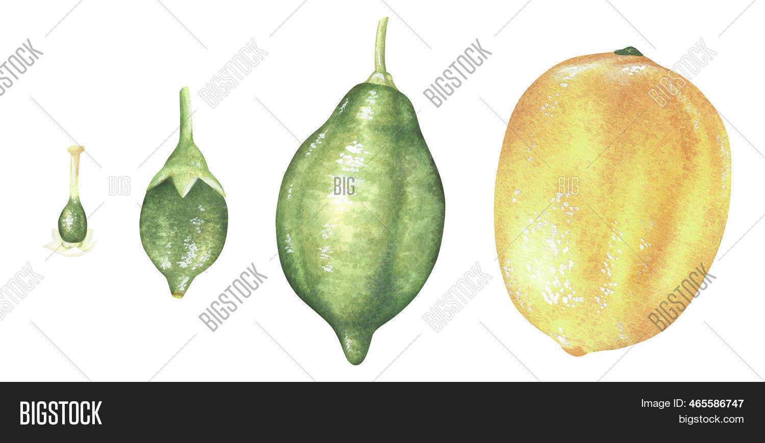Lemon Growth Stages. Image & Photo (Free Trial) | Bigstock