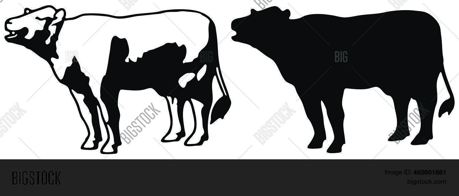 Cow Shouting Open Vector & Photo (Free Trial) | Bigstock