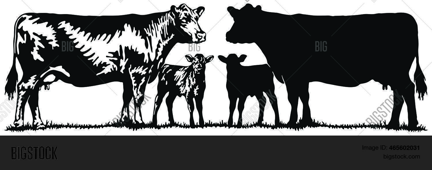 Cow Calf Vector Die Vector & Photo (Free Trial) | Bigstock
