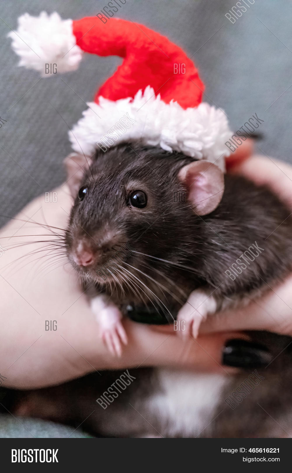 Rat Santas Hat. Symbol Image & Photo (Free Trial) | Bigstock