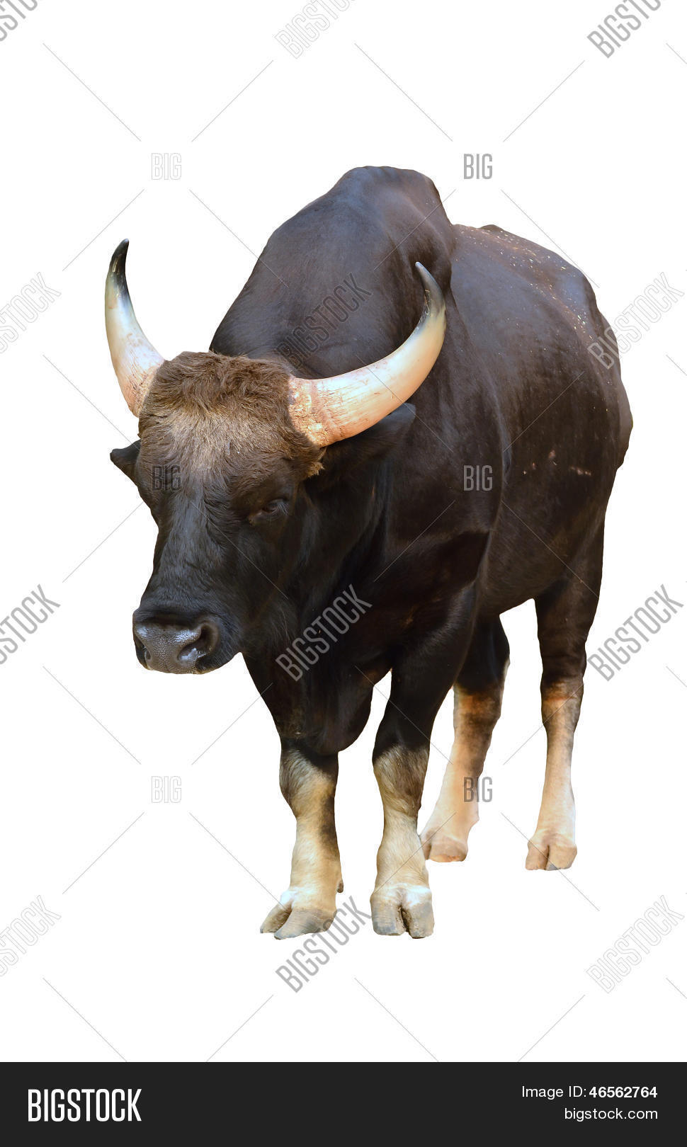 Gaur Isolated On White Image & Photo (Free Trial) | Bigstock