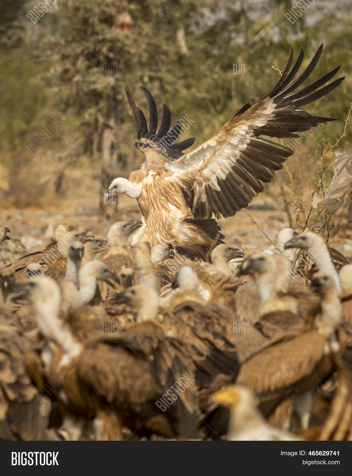 Griffon Vulture Wingspan