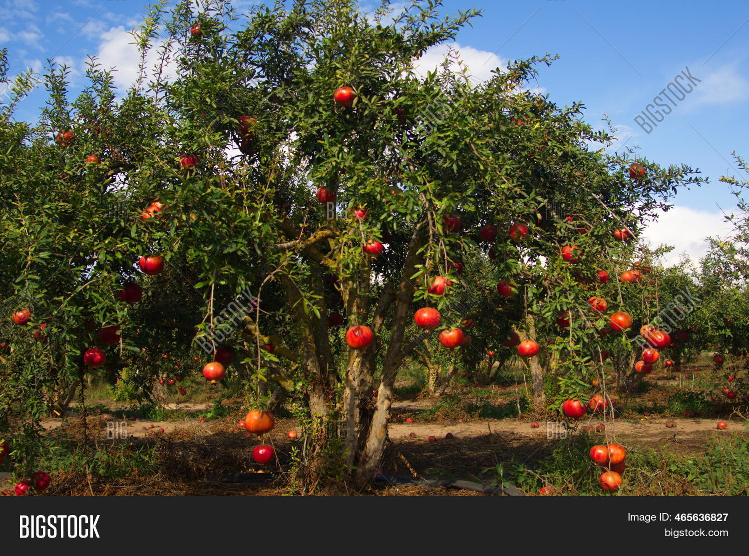 Garden Pomegranate Image & Photo (Free Trial) | Bigstock
