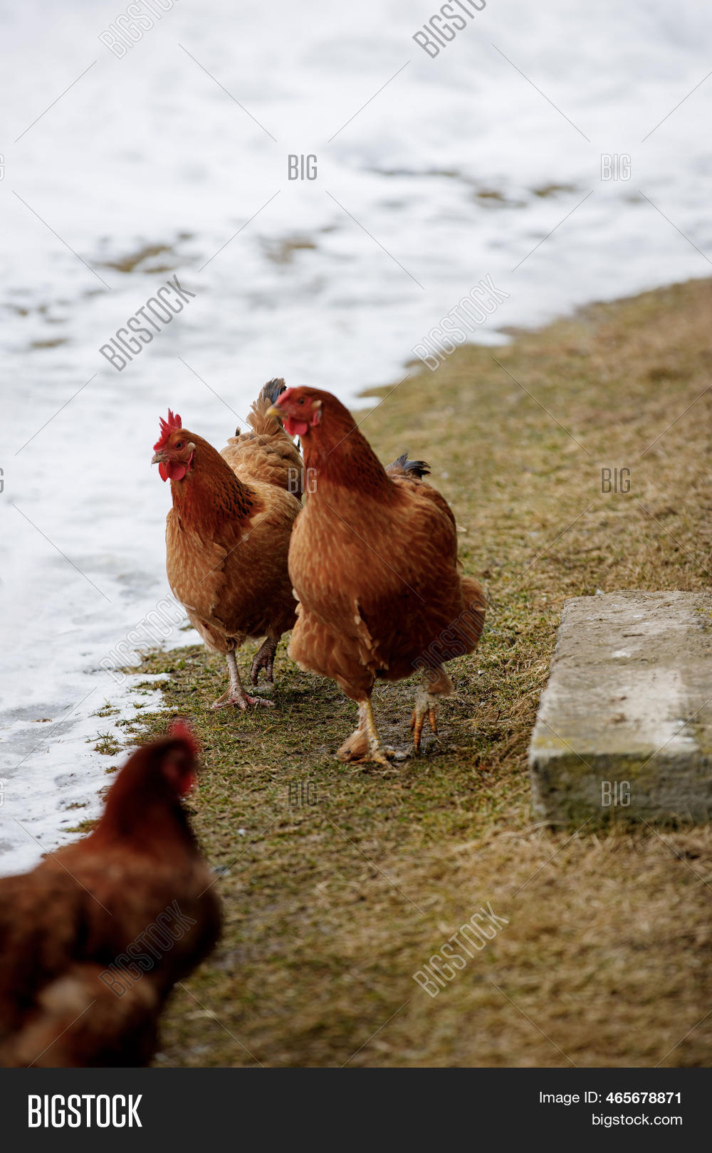 Chicken Farm. Rural Image & Photo (Free Trial) | Bigstock