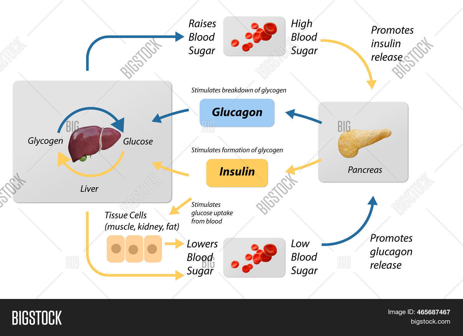 Blood Sugar Regulation Image & Photo (Free Trial) | Bigstock