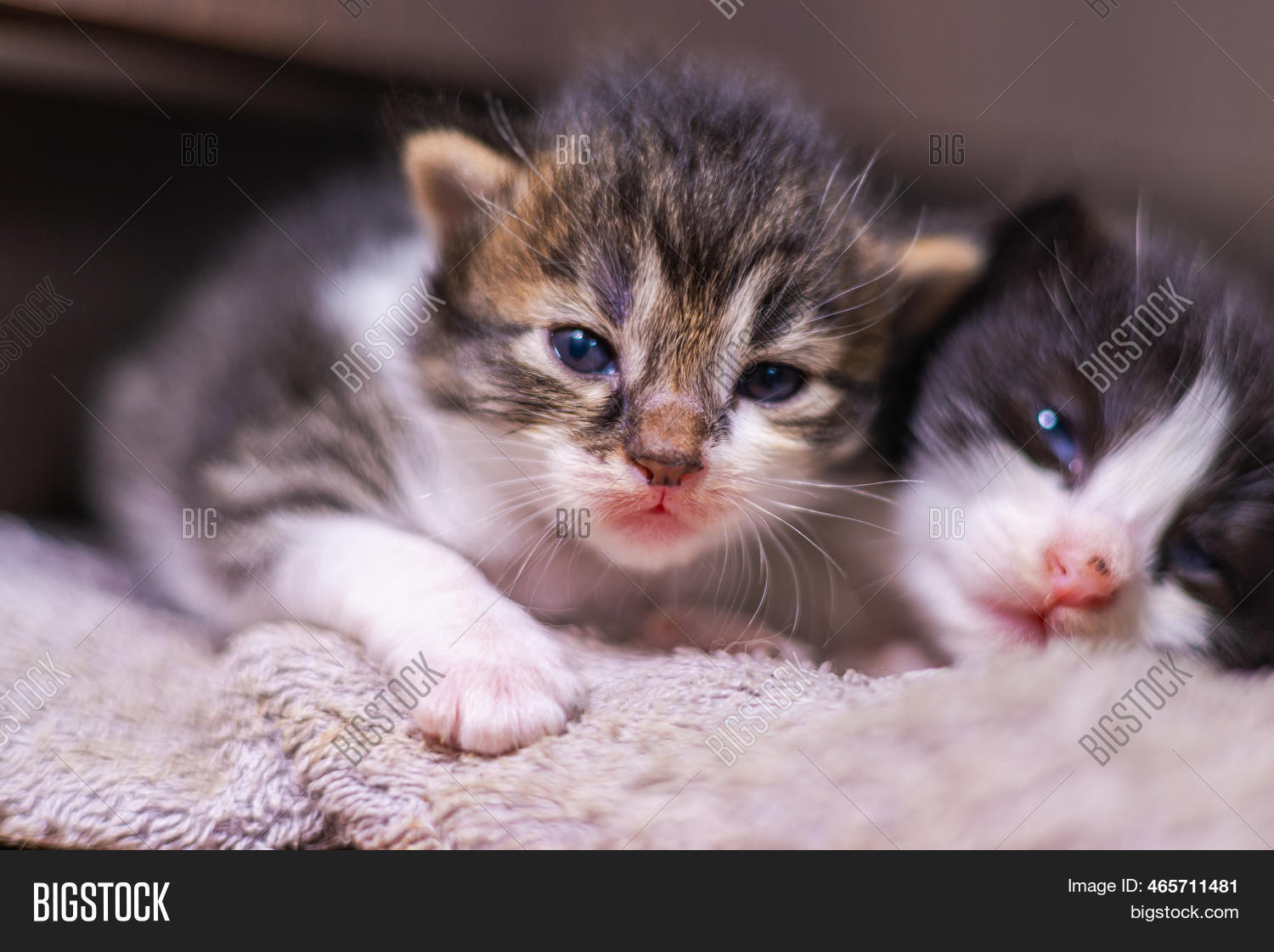 Cute Little Baby Image & Photo (Free Trial) | Bigstock