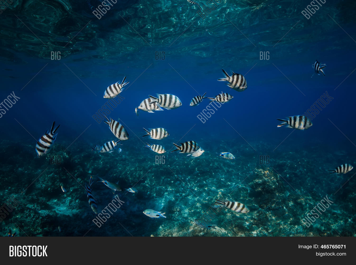 Underwater Scene Image & Photo (Free Trial) | Bigstock