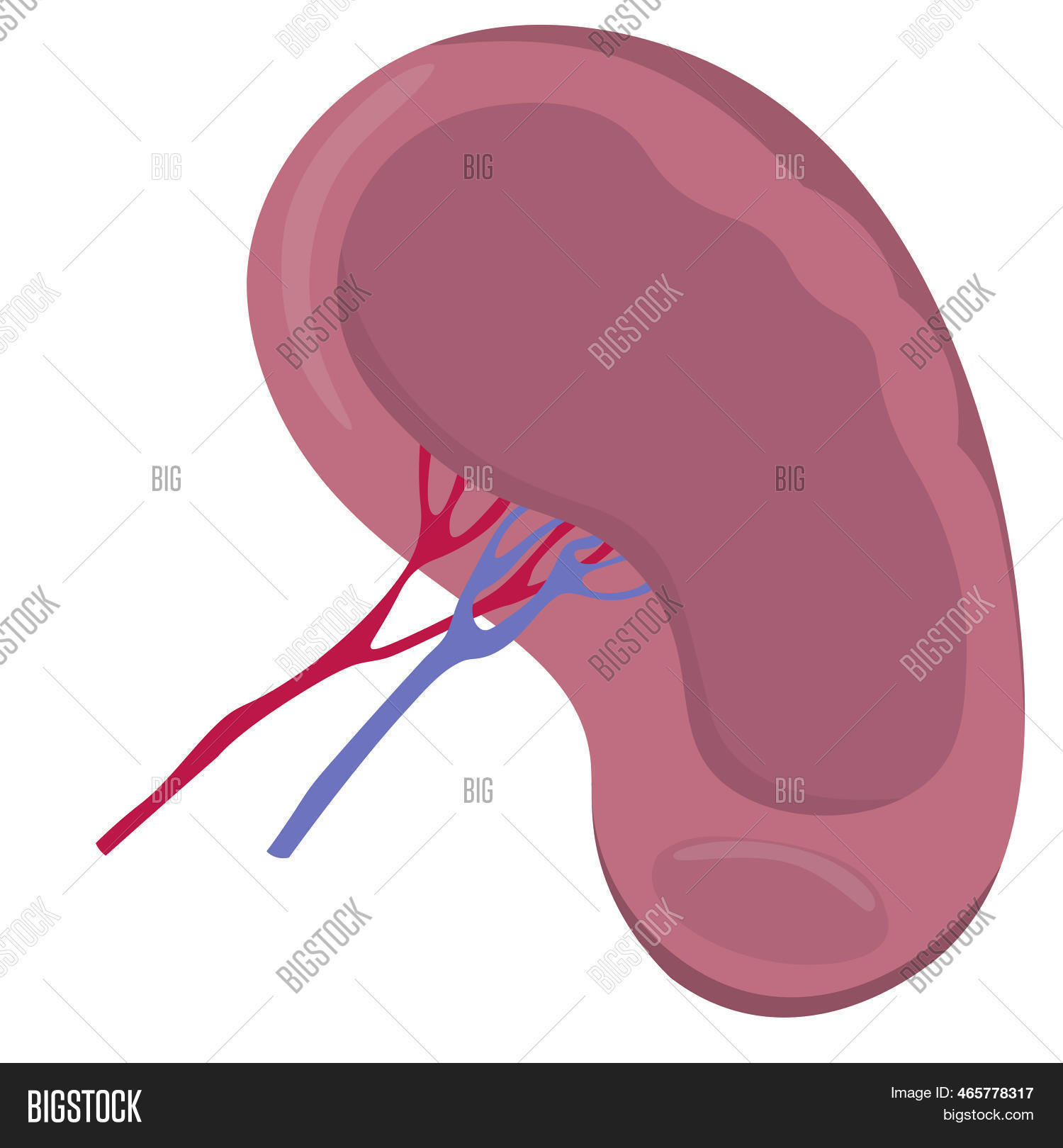 Human Body Inner Image & Photo (Free Trial) | Bigstock