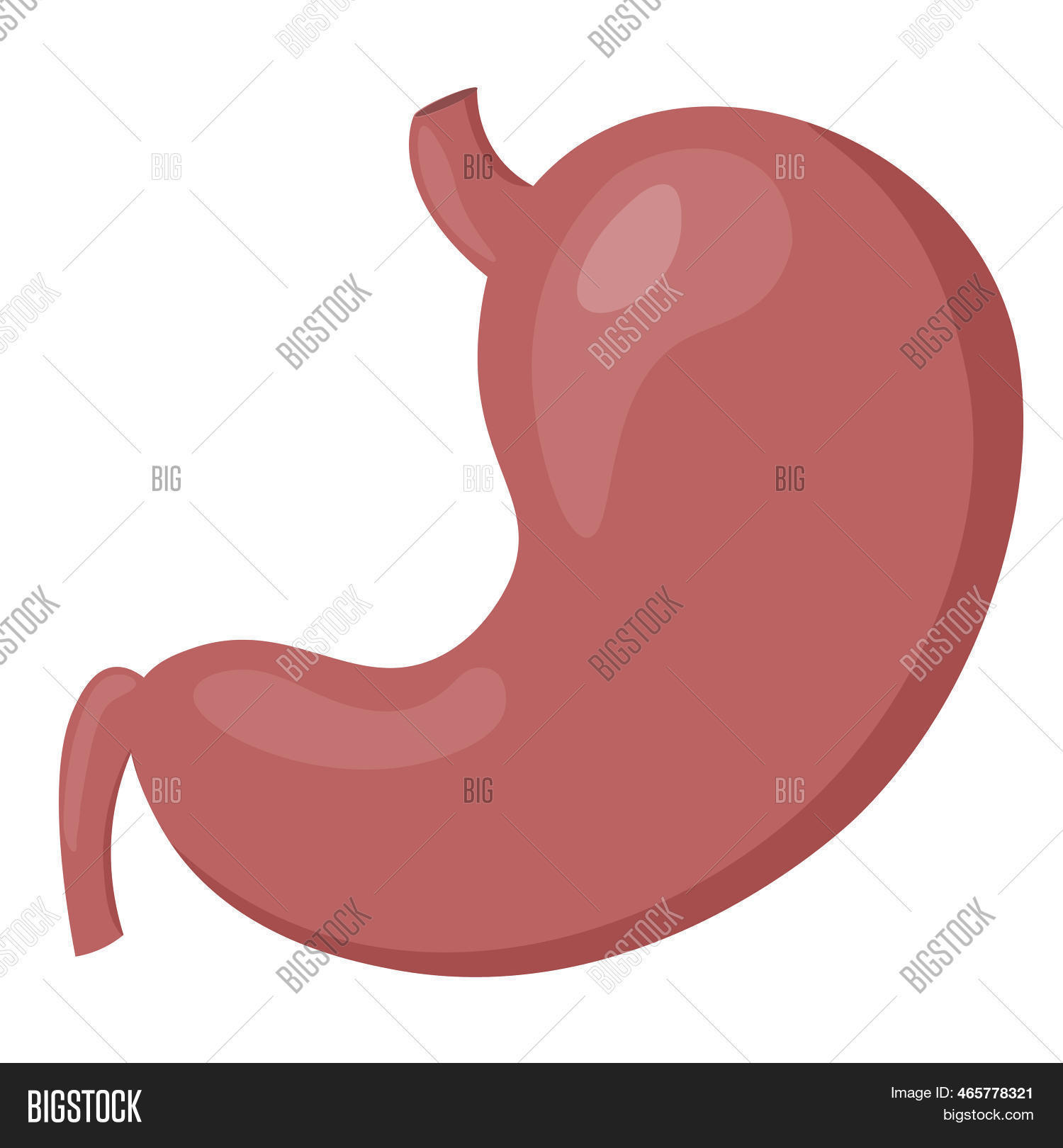 Human Body Inner Image & Photo (Free Trial) | Bigstock