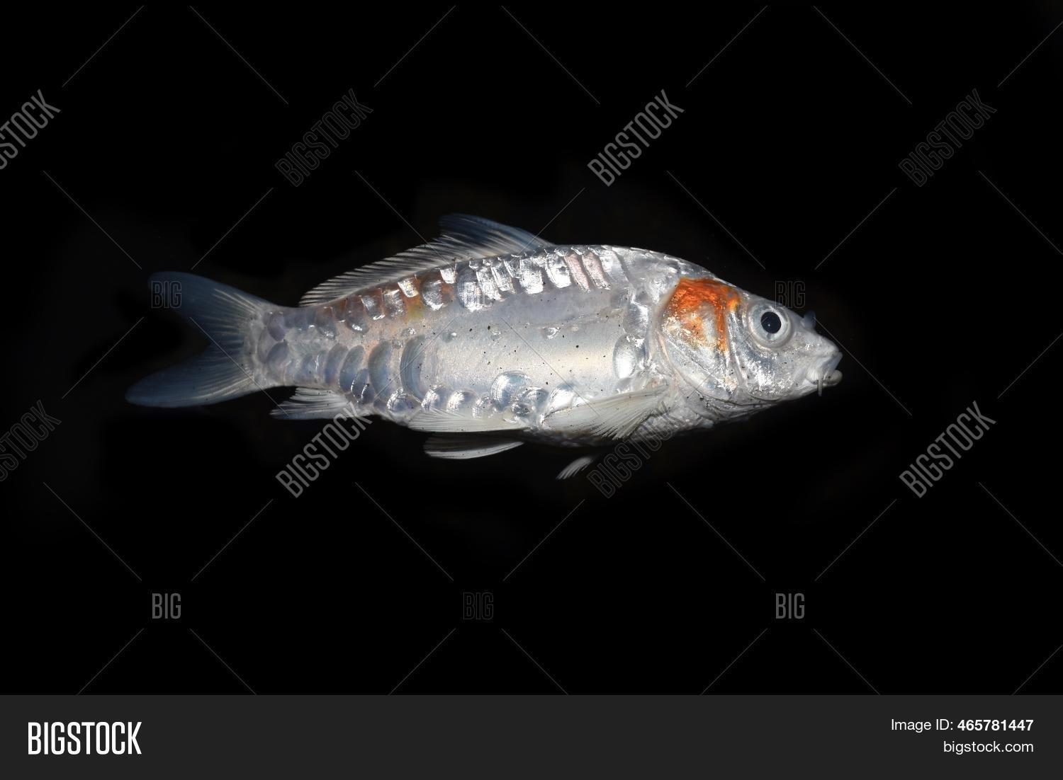 Kohaku Koi Fish Died Image & Photo (Free Trial) | Bigstock
