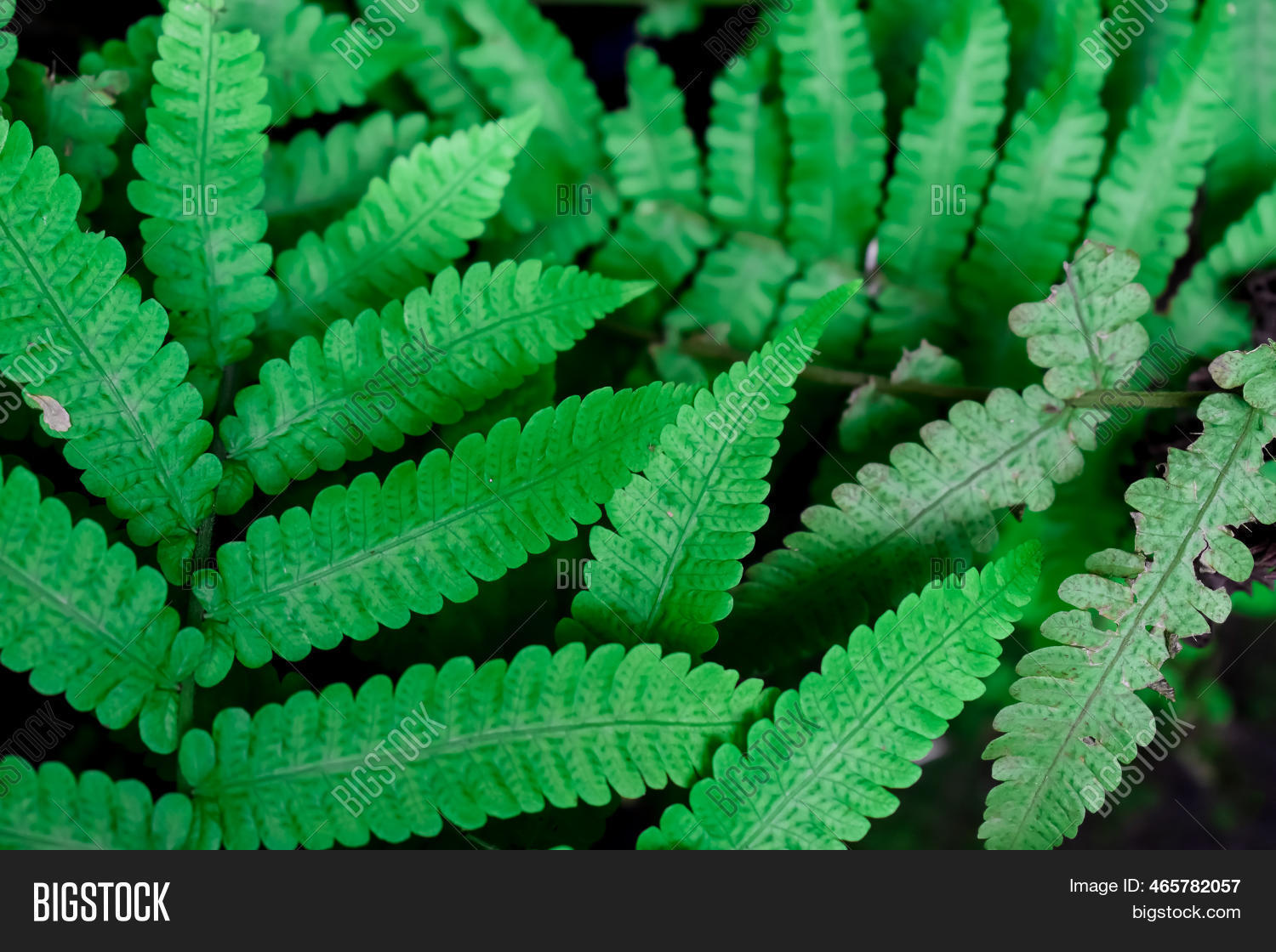 Compound Pinnate Green Image & Photo (Free Trial) | Bigstock