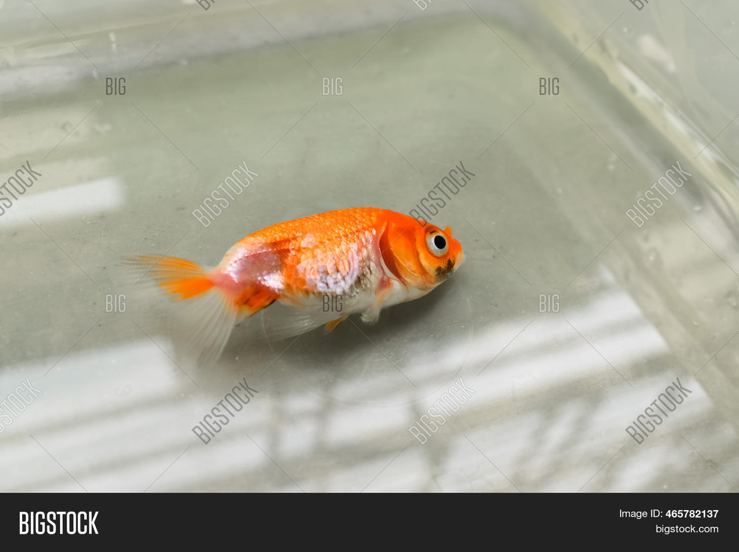 Lionhead Goldfish Died Image & Photo (Free Trial) | Bigstock
