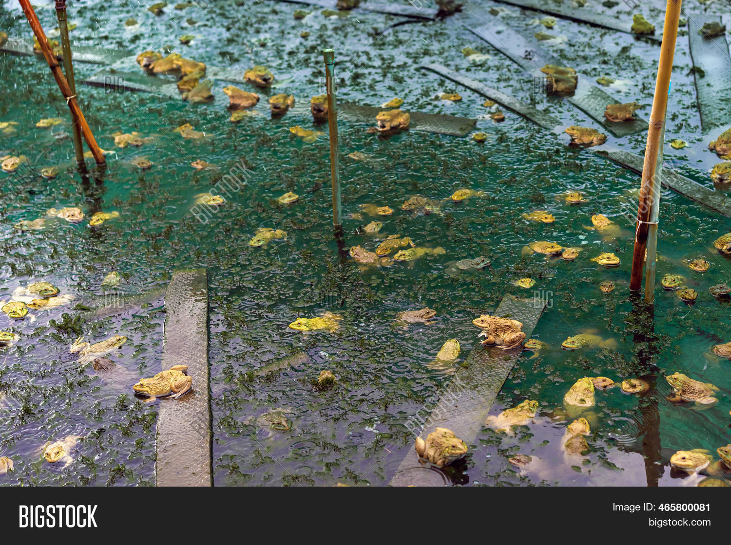 Frogs Farm Agriculture Image & Photo (Free Trial) | Bigstock