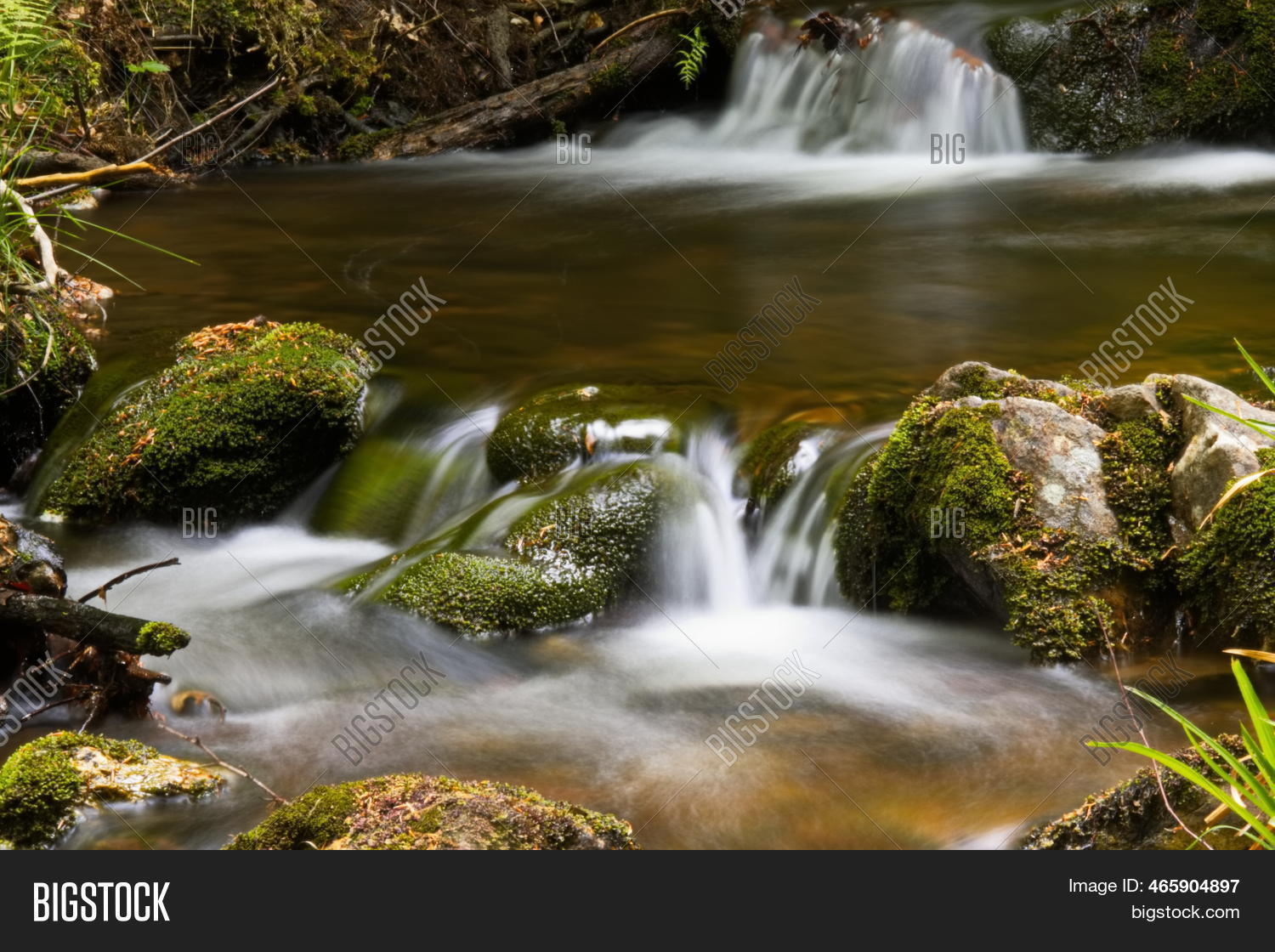 Summer Sun Forest Image & Photo (Free Trial) | Bigstock