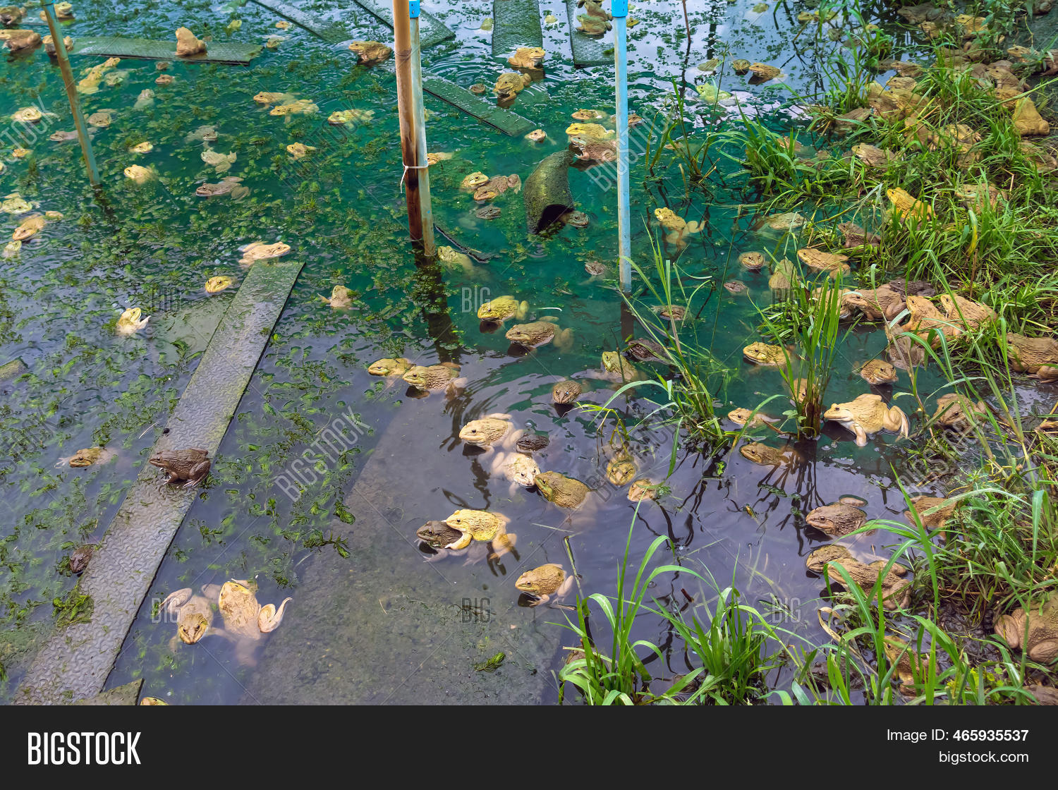 Frogs Farm Agriculture Image & Photo (Free Trial) | Bigstock