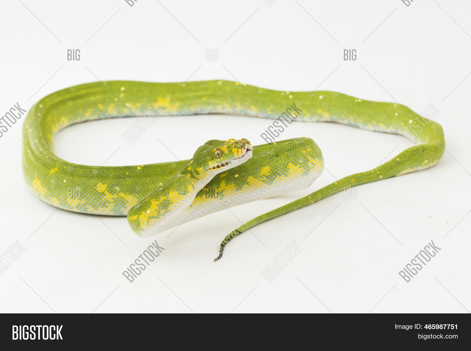 Green Tree Python Image & Photo (Free Trial) | Bigstock