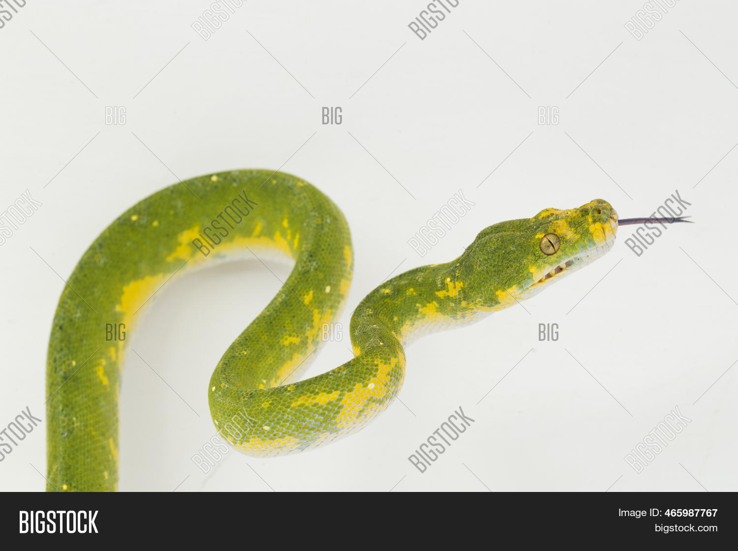 Green Tree Python Image & Photo (Free Trial) | Bigstock