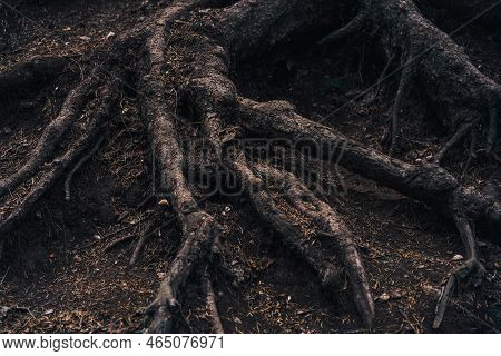 Creepy Tree Roots Image & Photo (Free Trial) | Bigstock