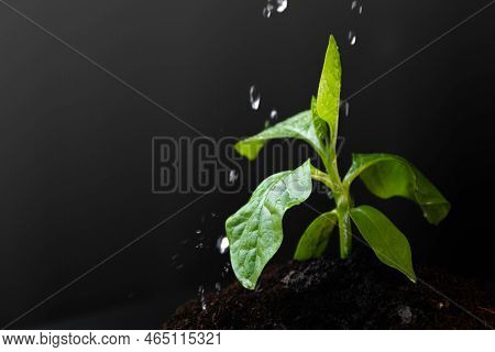 Young Plant Born Grows Image & Photo (Free Trial) | Bigstock