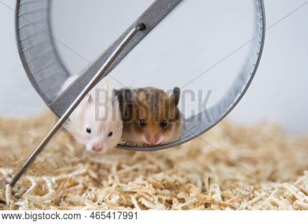 Syrian Hamsters Image & Photo (Free Trial) | Bigstock