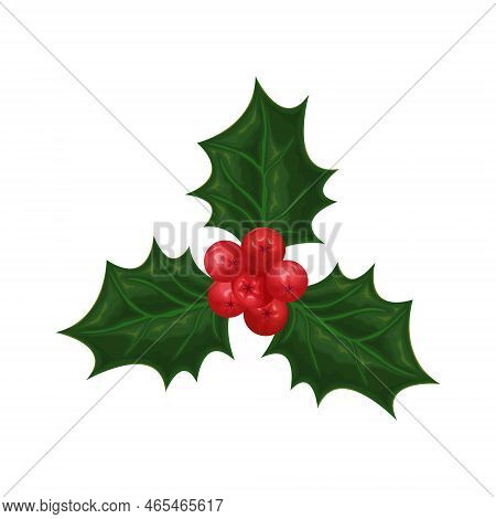 Holly. Holly Leaves Vector & Photo (Free Trial) | Bigstock