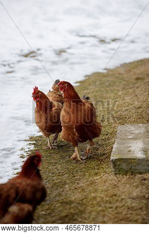 Chicken Farm. Rural Image & Photo (Free Trial) | Bigstock