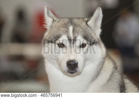 Light Grey Husky
