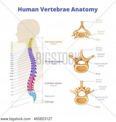 Vertebrae Spinal Cord Vector & Photo (Free Trial) | Bigstock