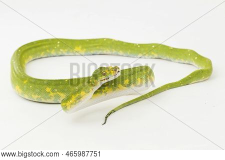 Green Tree Python Image & Photo (Free Trial) | Bigstock